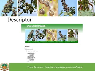 Castor database ; Casterdp | PPT