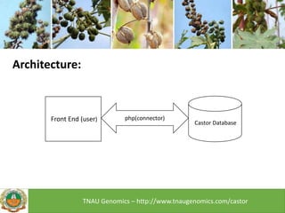 Castor database ; Casterdp | PPTX