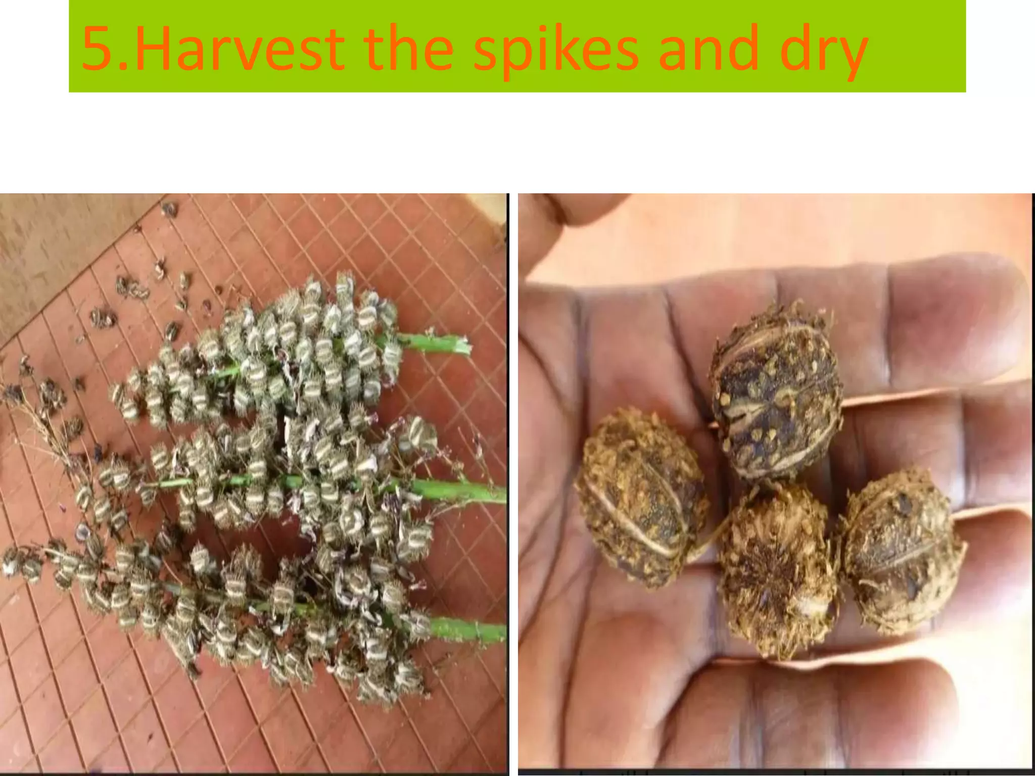 Castor farming for Oil Production | PPT