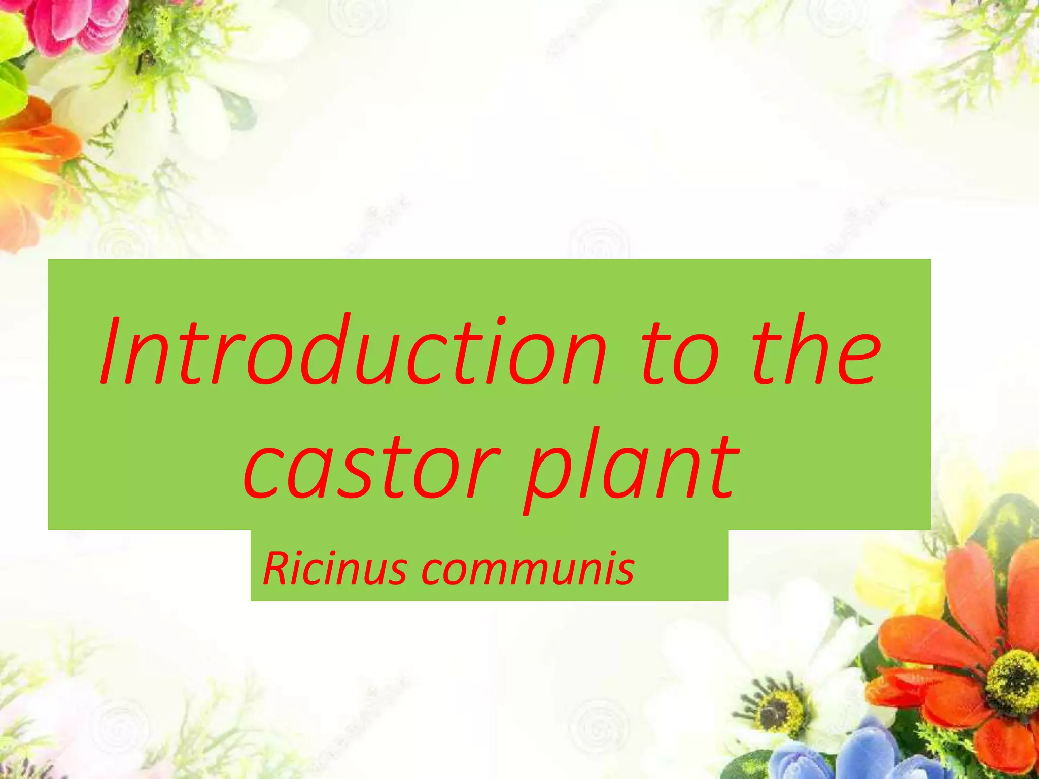 Castor farming for Oil Production | PPT