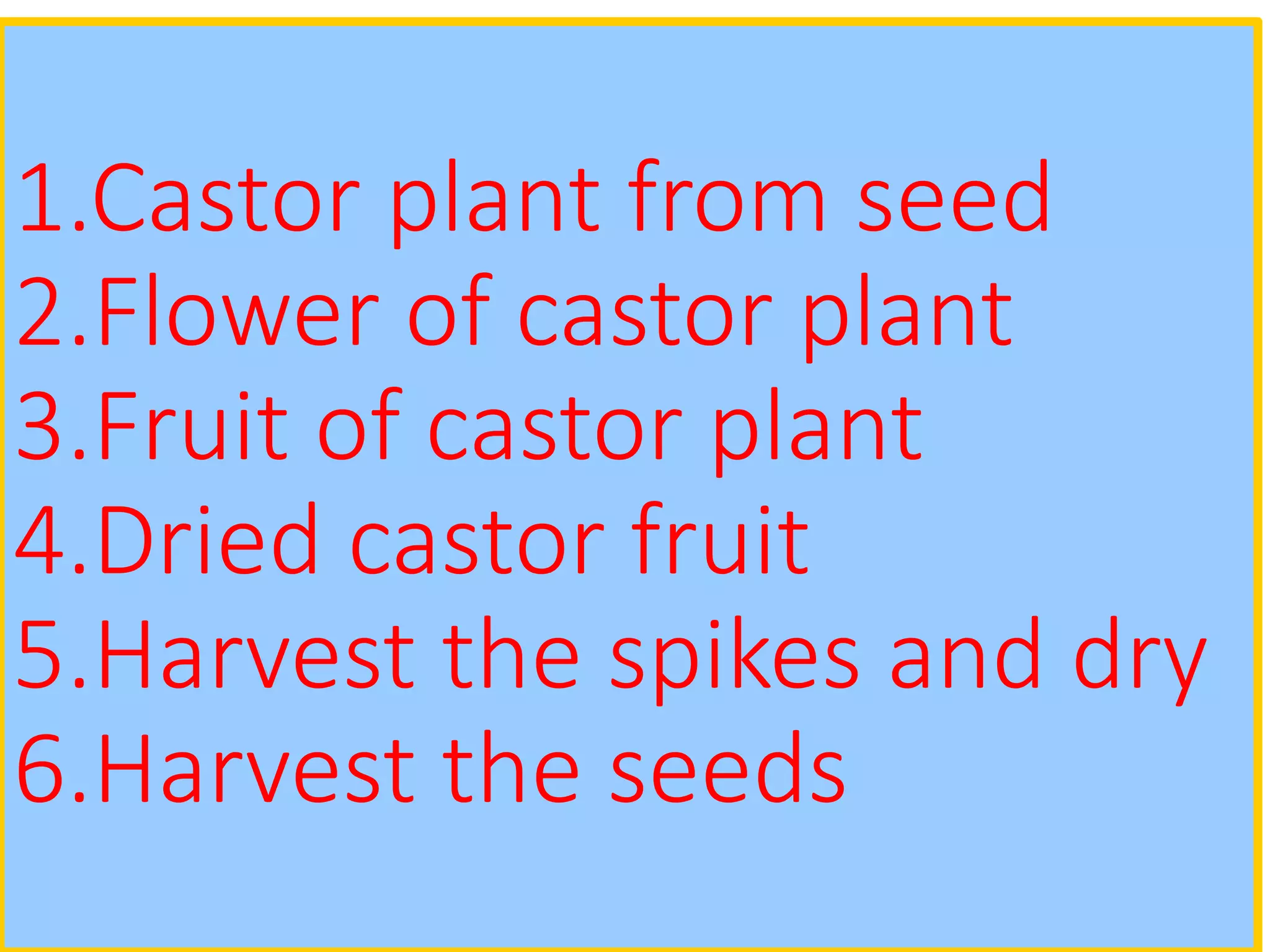 Castor farming for Oil Production | PPT