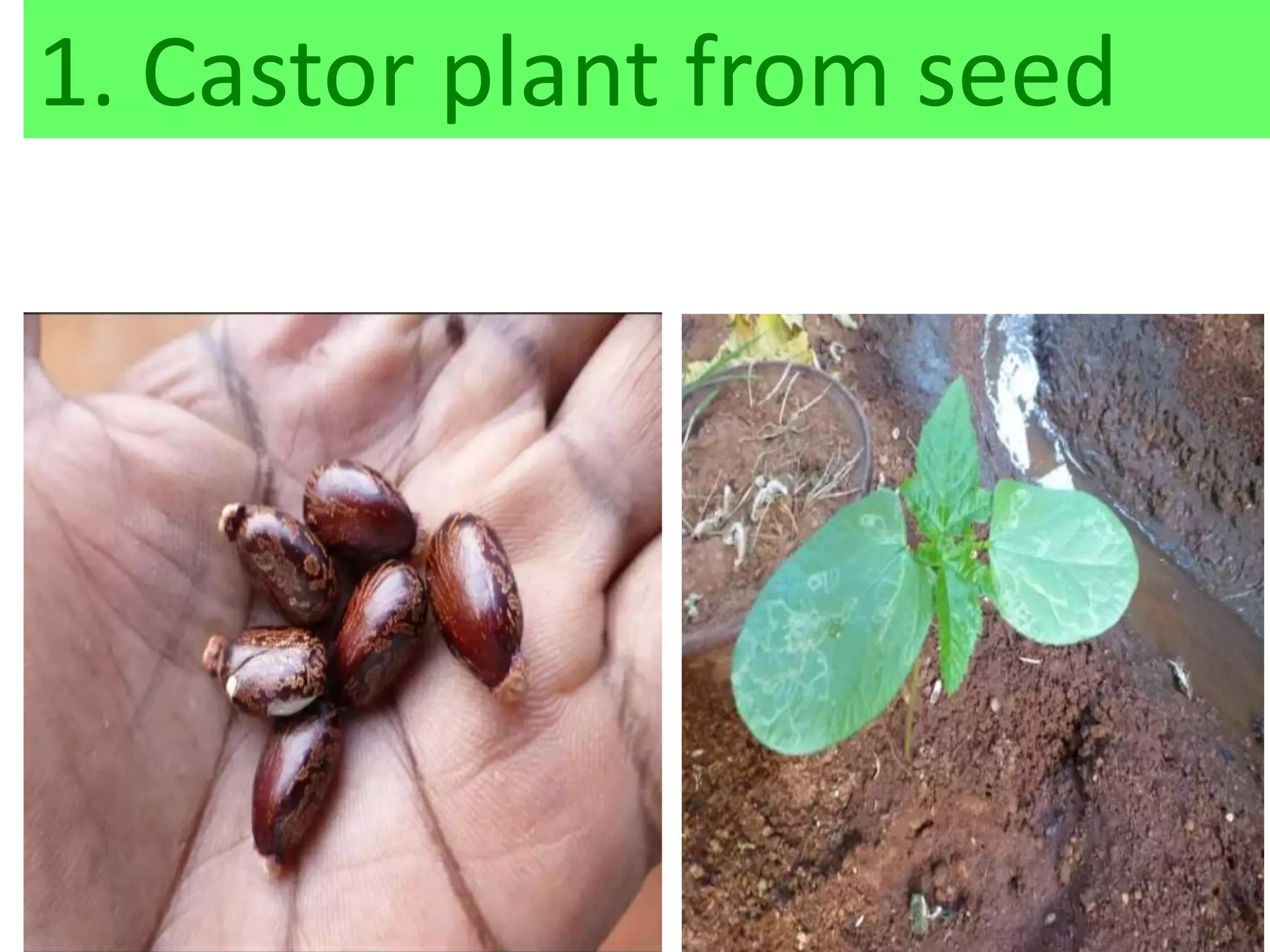 Castor farming for Oil Production | PPT