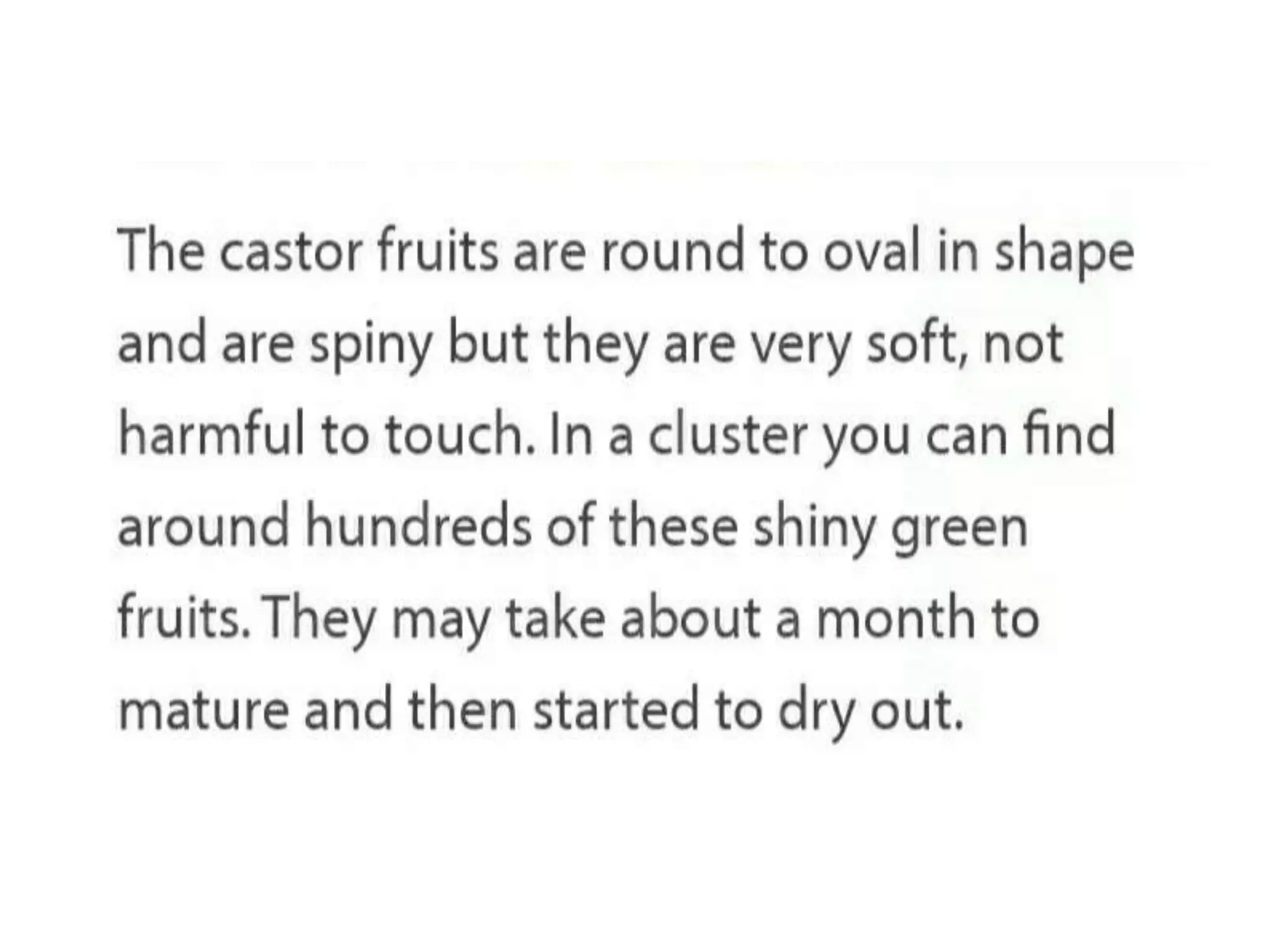 Castor farming for Oil Production | PPT