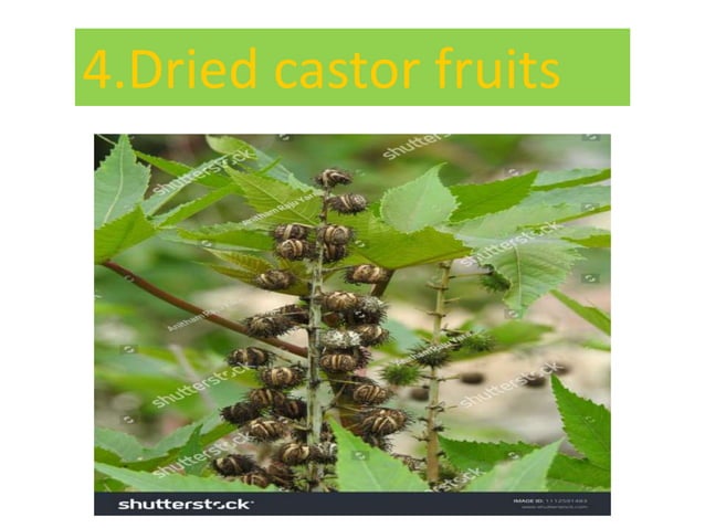 Castor farming for Oil Production | PPT