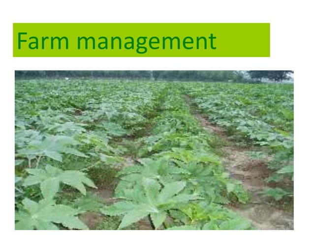 Castor farming for Oil Production | PPT