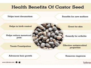 Castor farming for Oil Production | PPTX