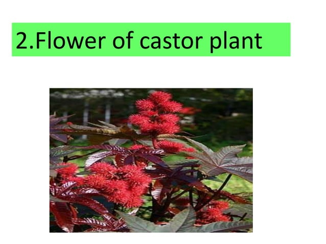 Castor farming for Oil Production | PPT