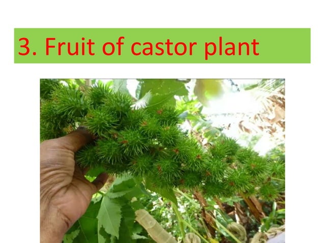 Castor farming for Oil Production | PPT