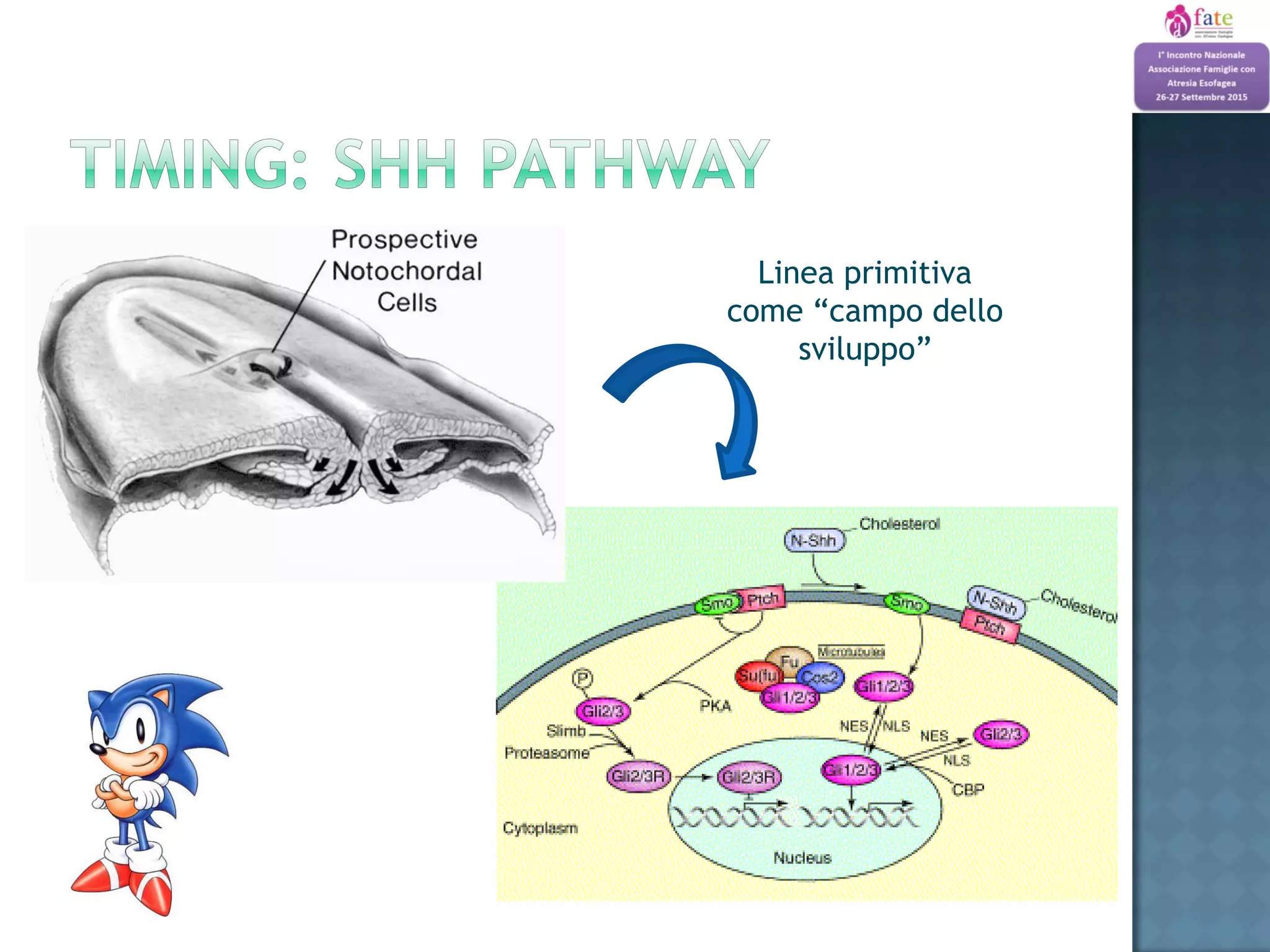 Atresia Esofagea - Ereditarietà, cause genetiche, sindromi associate | PDF