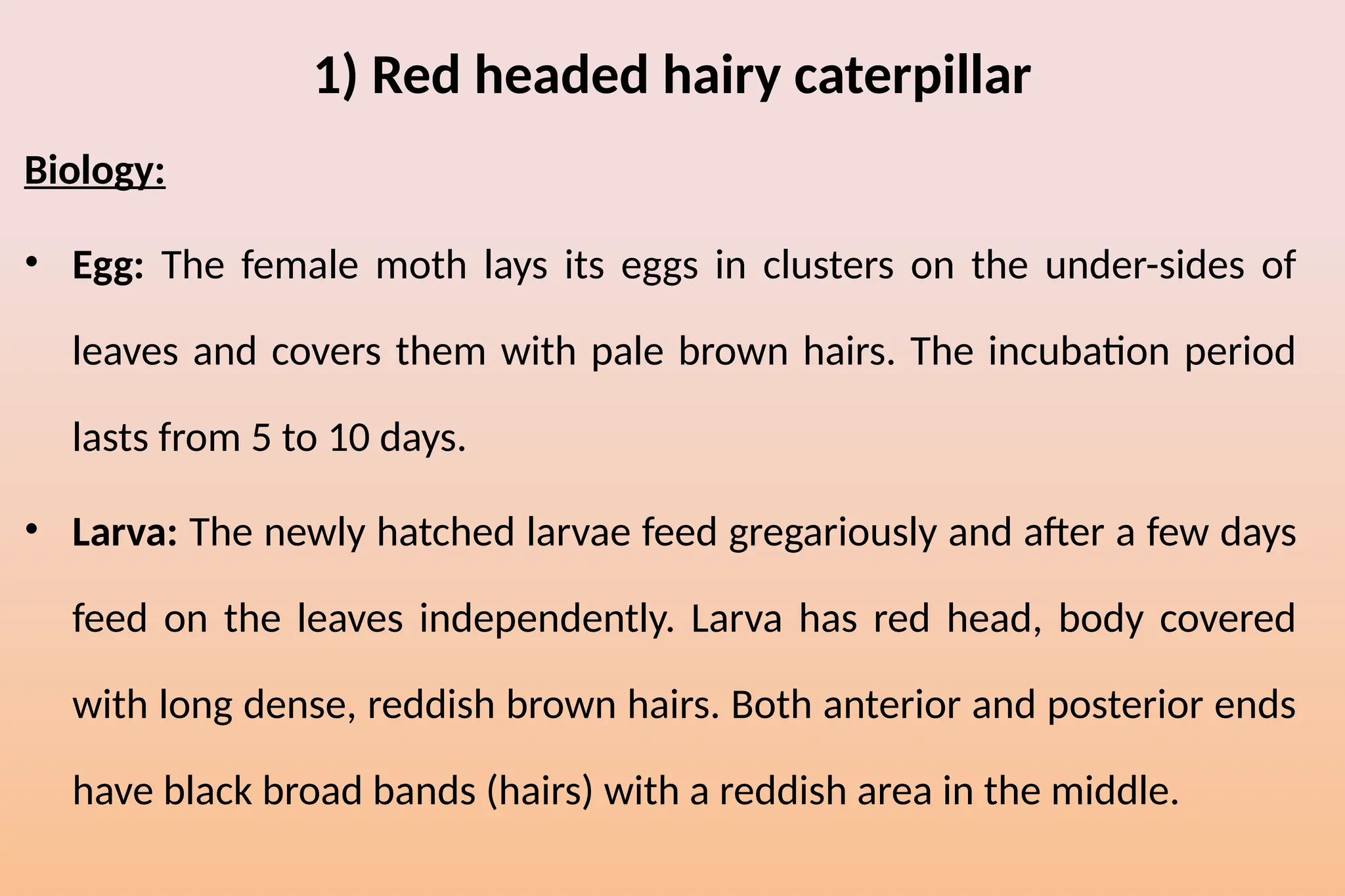 CASTOR IPM (INTEGRATED PEST MANAGEMENT BY MANISH JINDAL) | PPTX