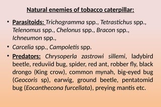 CASTOR IPM (INTEGRATED PEST MANAGEMENT BY MANISH JINDAL) | PPTX