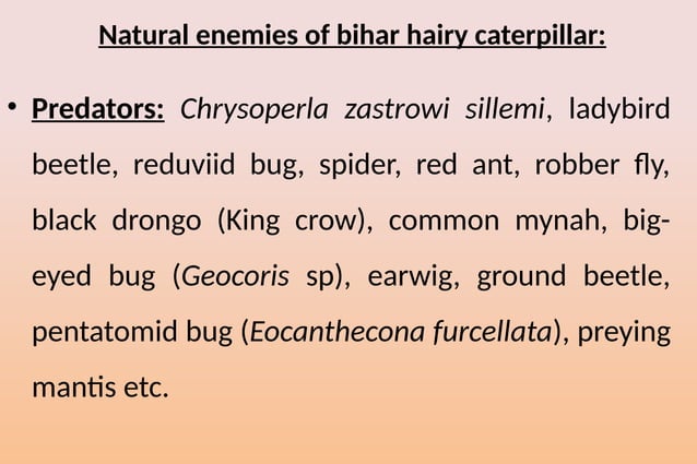 CASTOR IPM (INTEGRATED PEST MANAGEMENT BY MANISH JINDAL) | PPTX