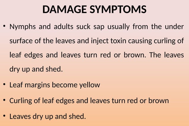 CASTOR IPM (INTEGRATED PEST MANAGEMENT BY MANISH JINDAL) | PPTX