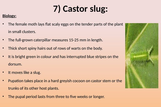 CASTOR IPM (INTEGRATED PEST MANAGEMENT BY MANISH JINDAL) | PPTX