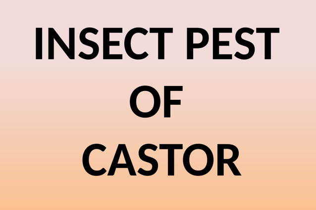 CASTOR IPM (INTEGRATED PEST MANAGEMENT BY MANISH JINDAL) | PPTX