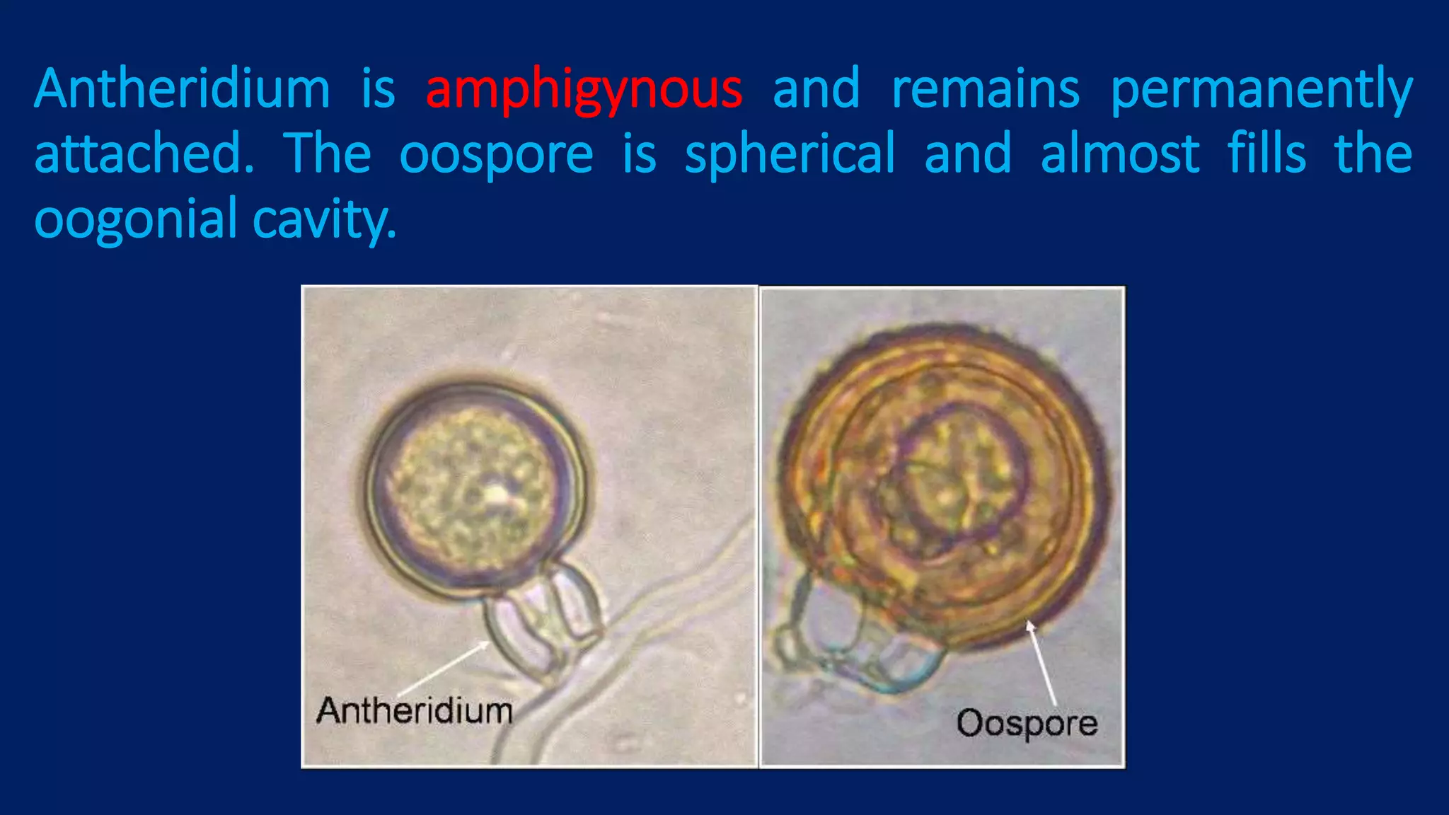 Phytophthora blight of Caster and Black shank of Tabocco | PPTX