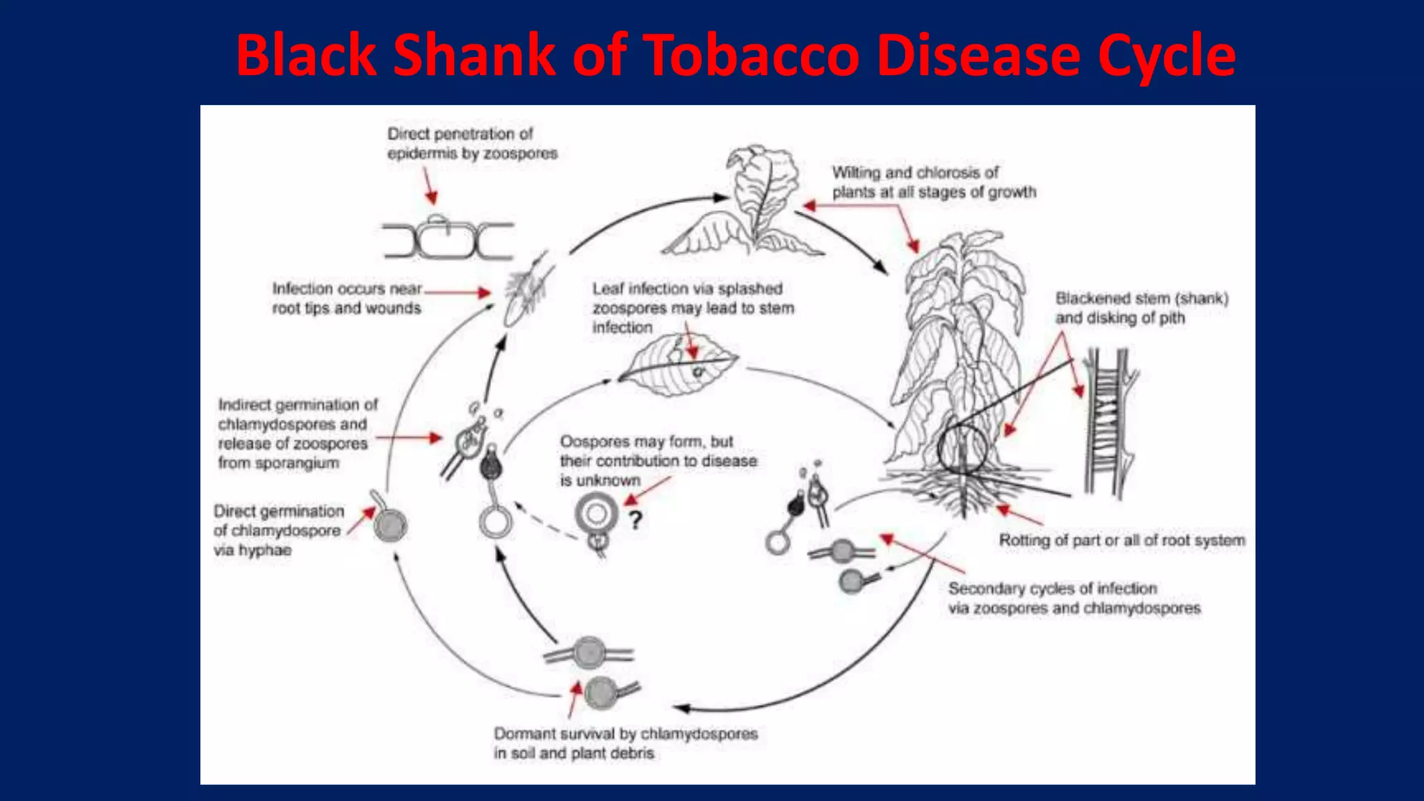 Phytophthora blight of Caster and Black shank of Tabocco | PPTX