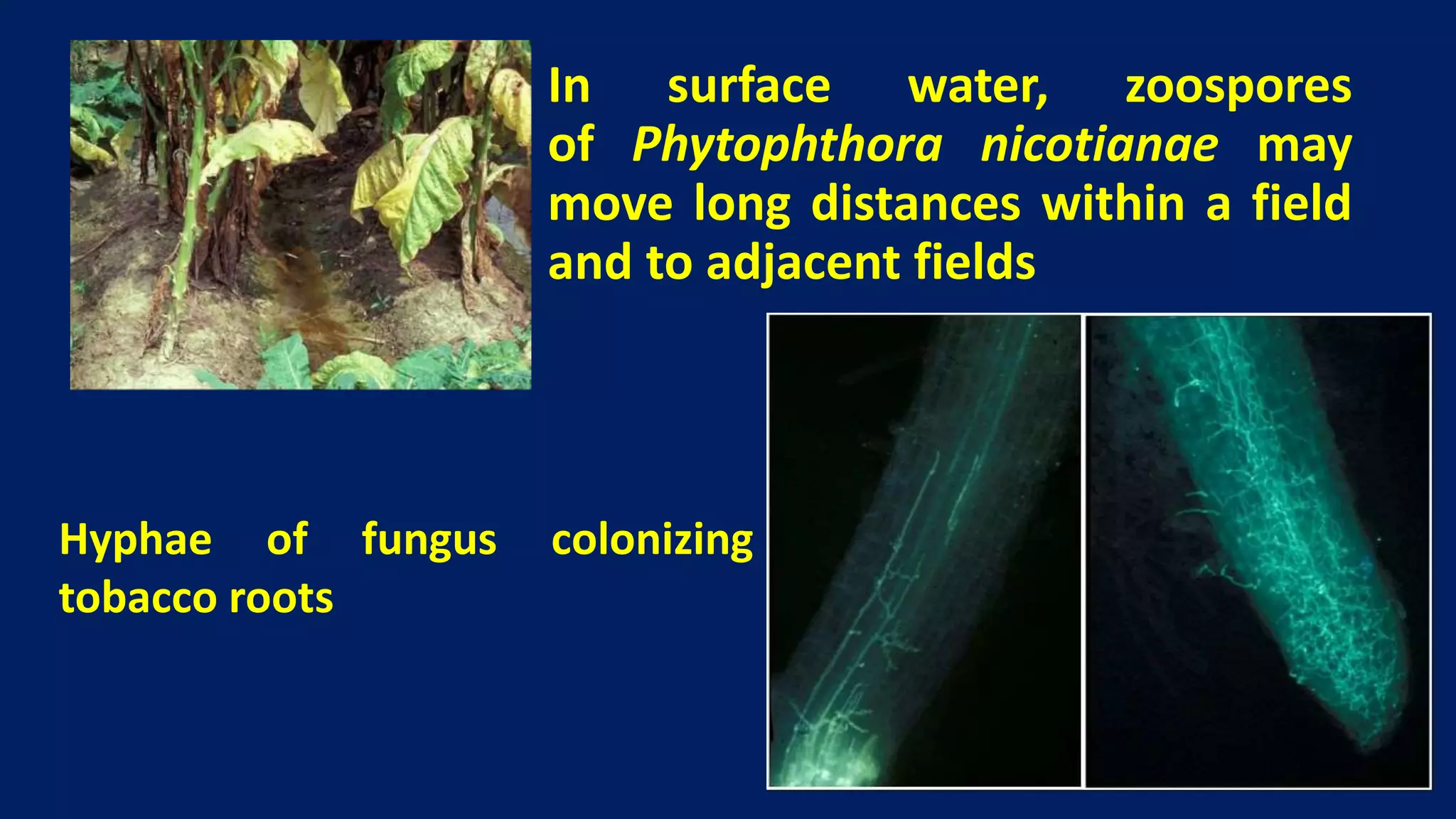 Phytophthora blight of Caster and Black shank of Tabocco | PPTX