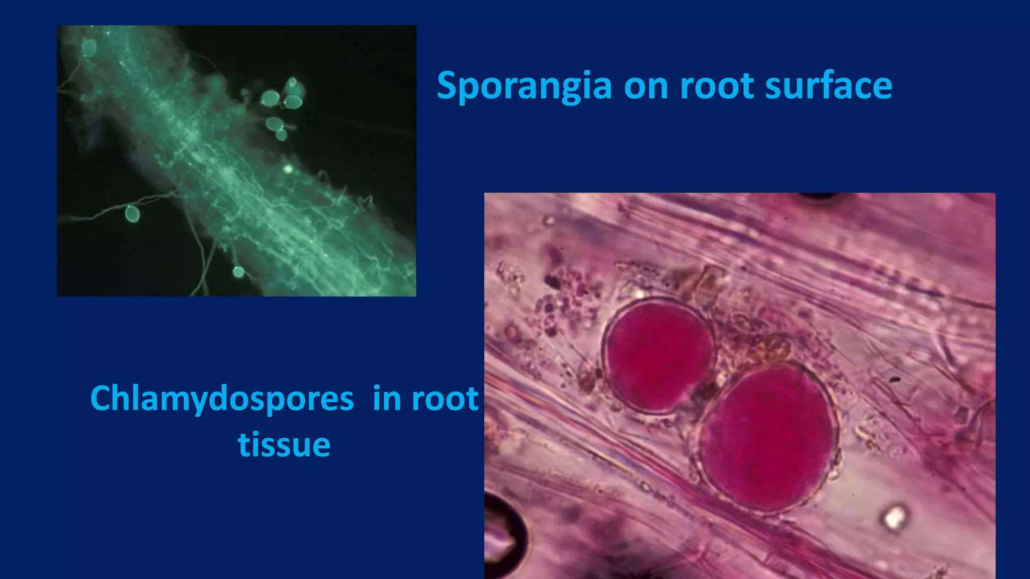 Phytophthora blight of Caster and Black shank of Tabocco | PPTX