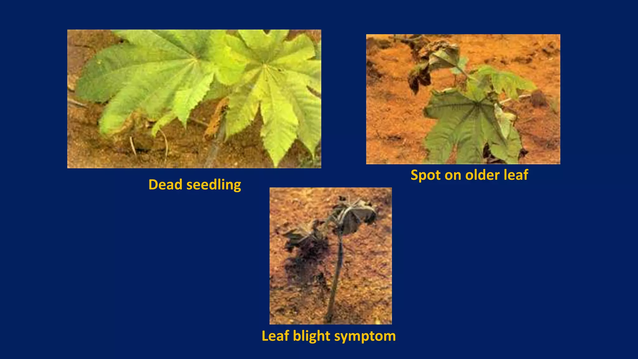 Phytophthora blight of Caster and Black shank of Tabocco | PPTX