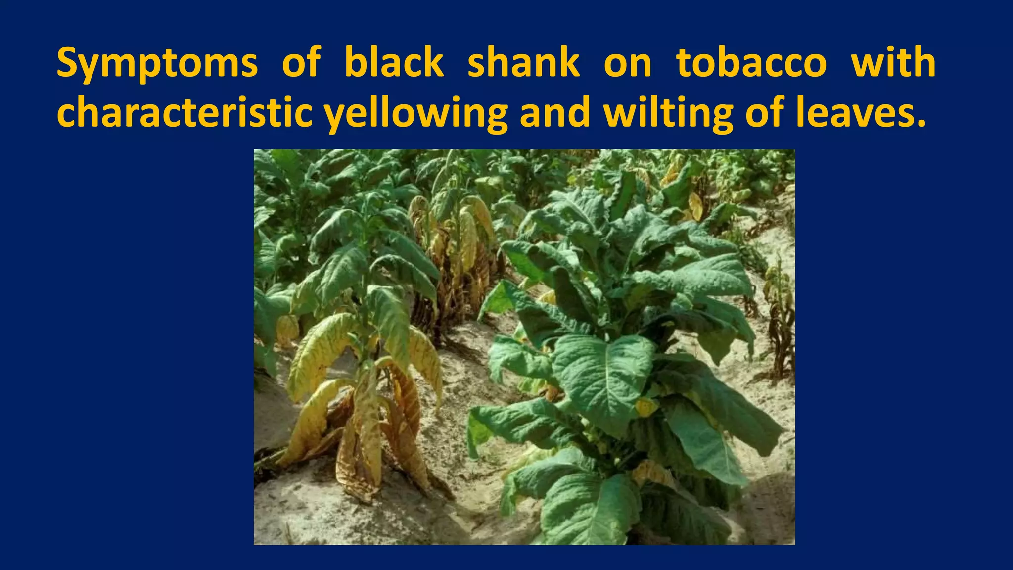 Phytophthora blight of Caster and Black shank of Tabocco | PPTX