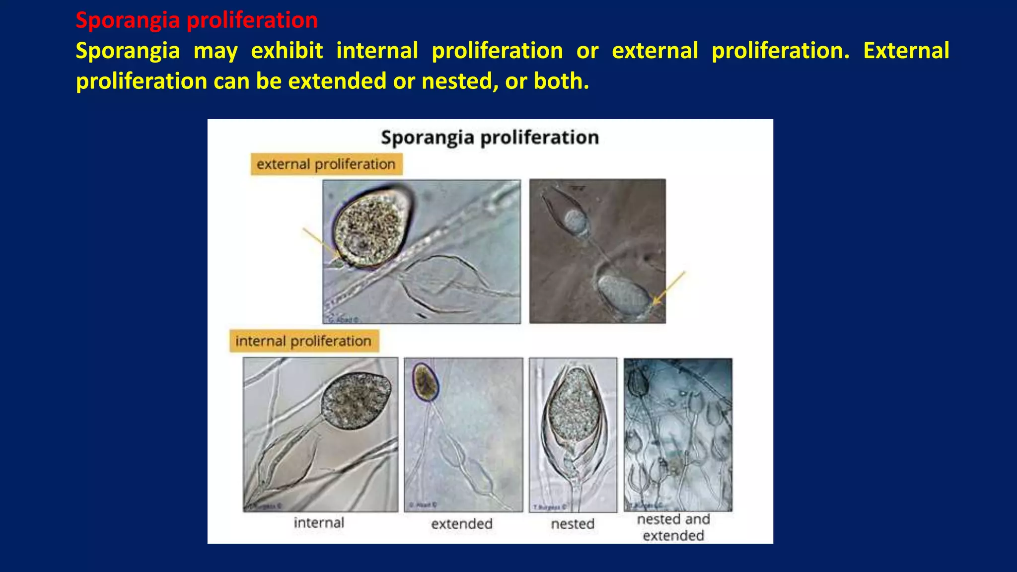 Phytophthora blight of Caster and Black shank of Tabocco | PPTX