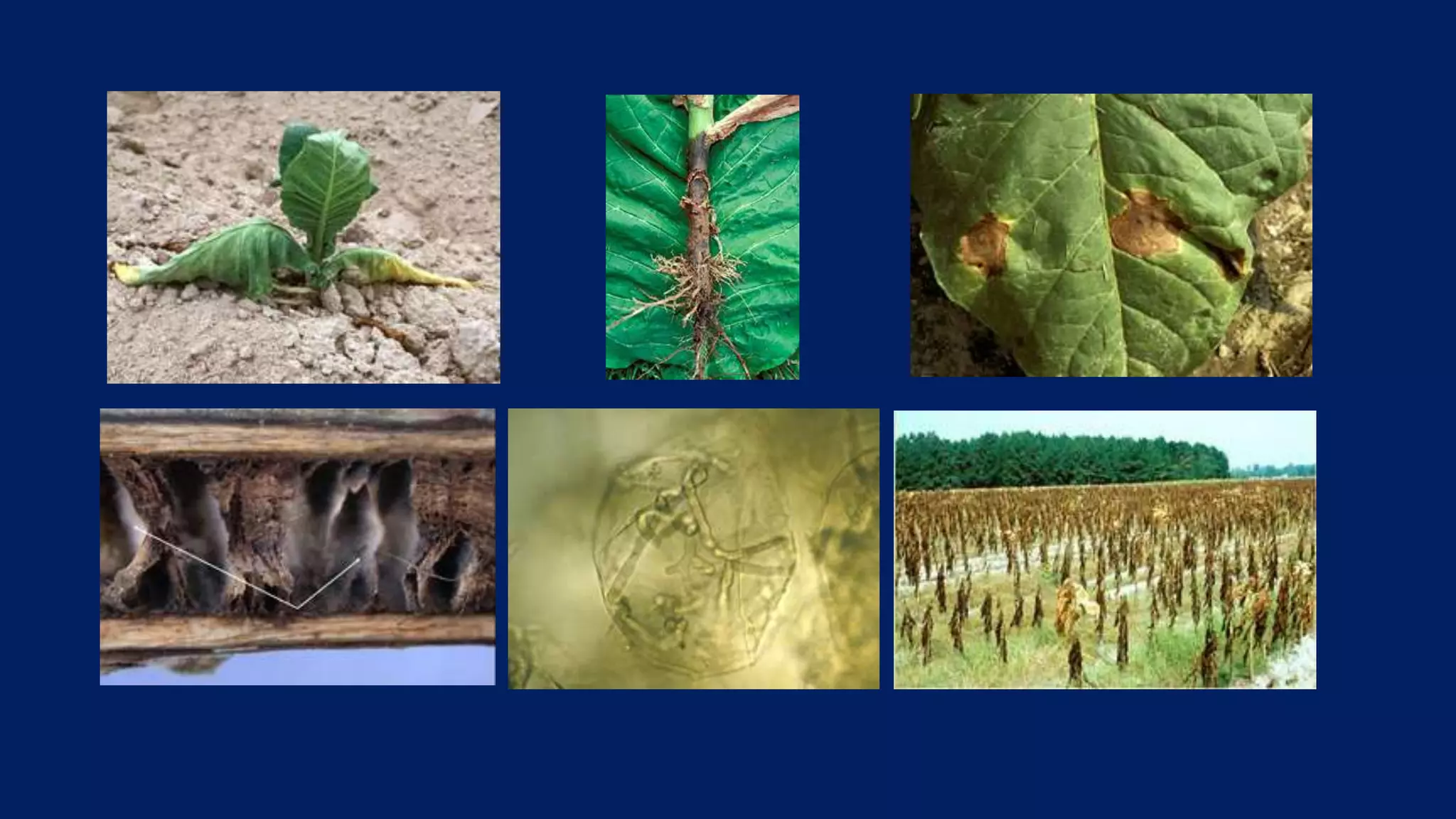 Phytophthora blight of Caster and Black shank of Tabocco | PPTX