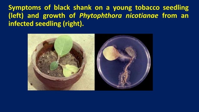 Phytophthora blight of Caster and Black shank of Tabocco | PPTX