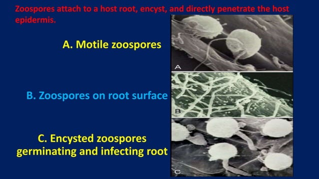 Phytophthora blight of Caster and Black shank of Tabocco | PPTX