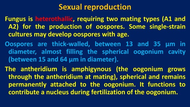 Phytophthora blight of Caster and Black shank of Tabocco | PPTX