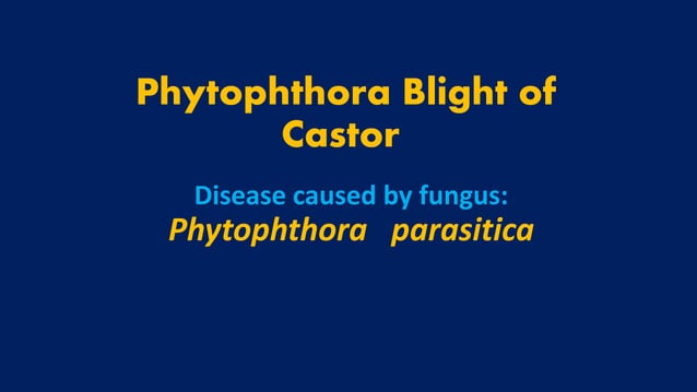 Phytophthora blight of Caster and Black shank of Tabocco | PPTX
