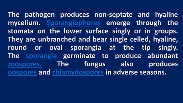 Phytophthora blight of Caster and Black shank of Tabocco | PPTX
