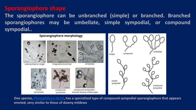 Phytophthora blight of Caster and Black shank of Tabocco | PPTX