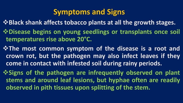 Phytophthora blight of Caster and Black shank of Tabocco | PPTX