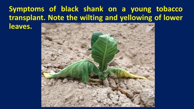 Phytophthora blight of Caster and Black shank of Tabocco | PPTX