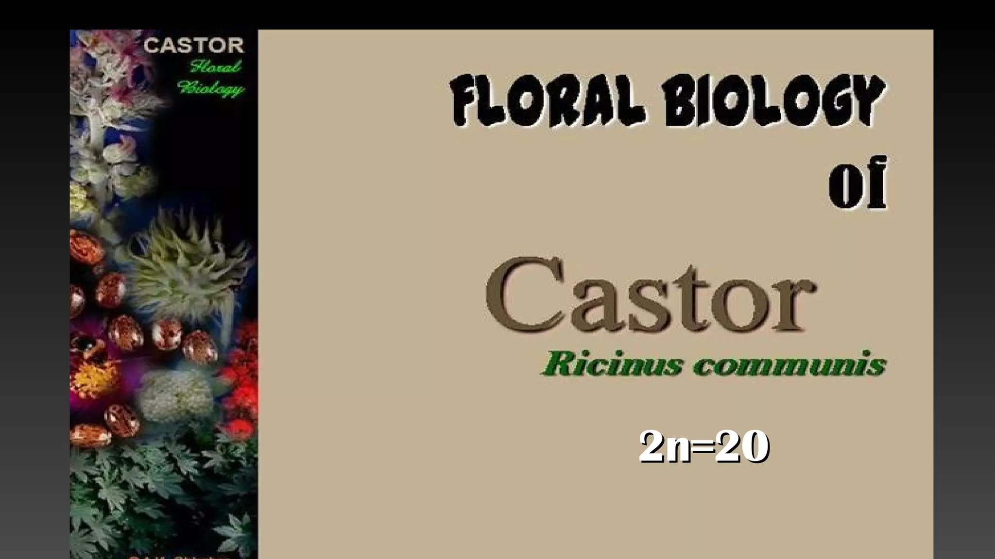 Castor | PPT