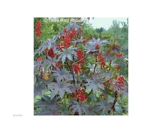 Castor seed commoditte | PPTX