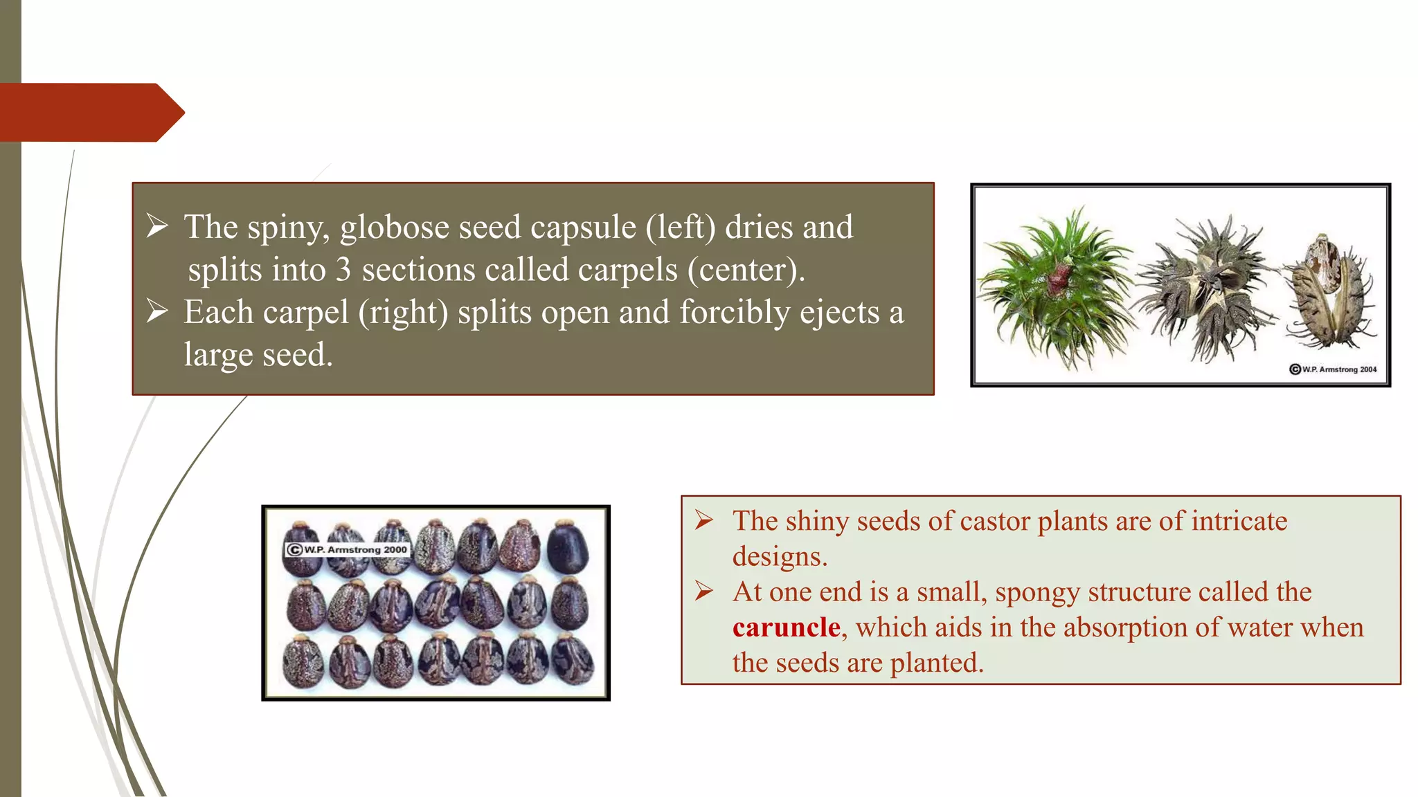 Seed Production Technologies in Castor | PPTX