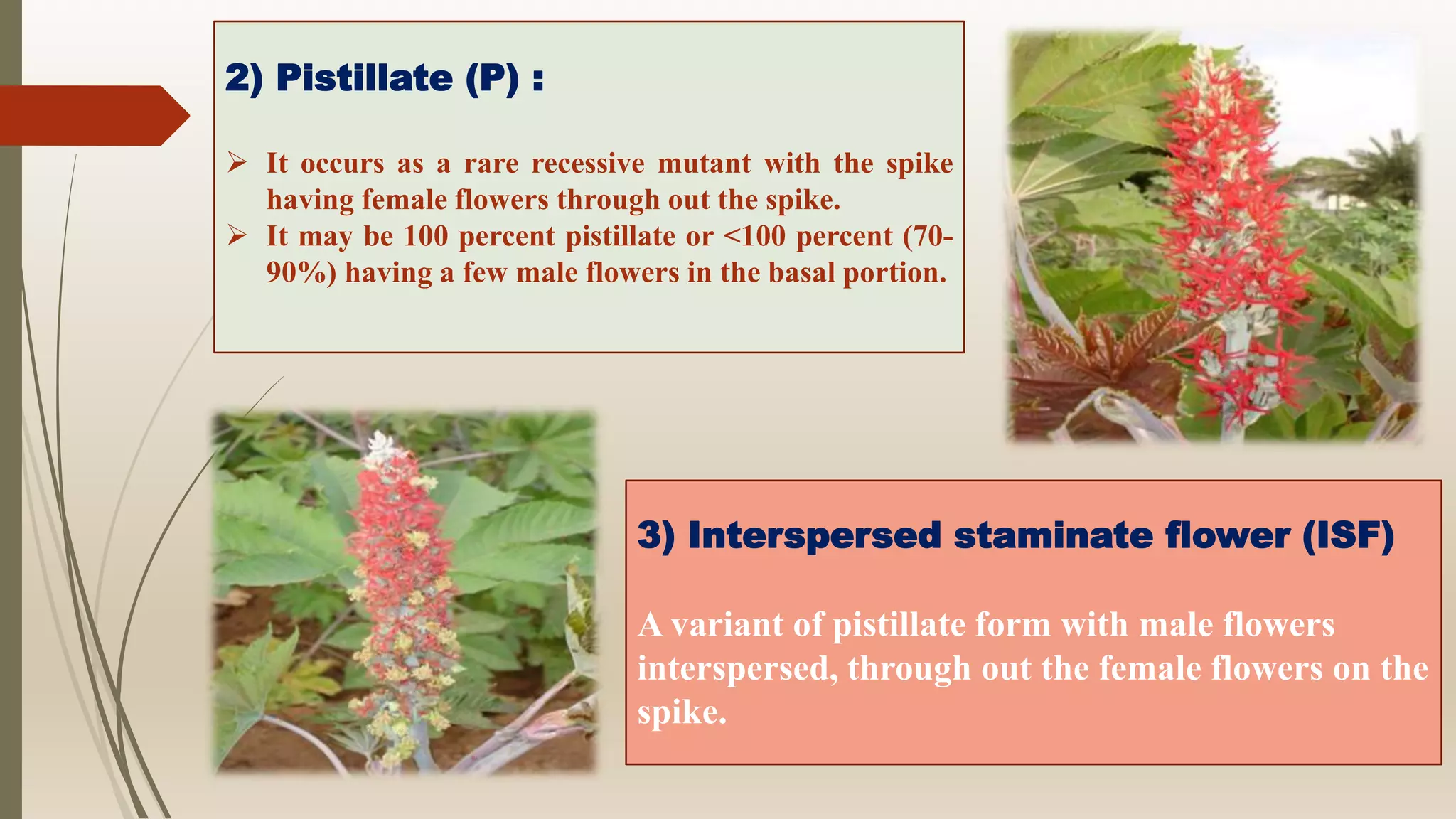 Seed Production Technologies in Castor | PPTX