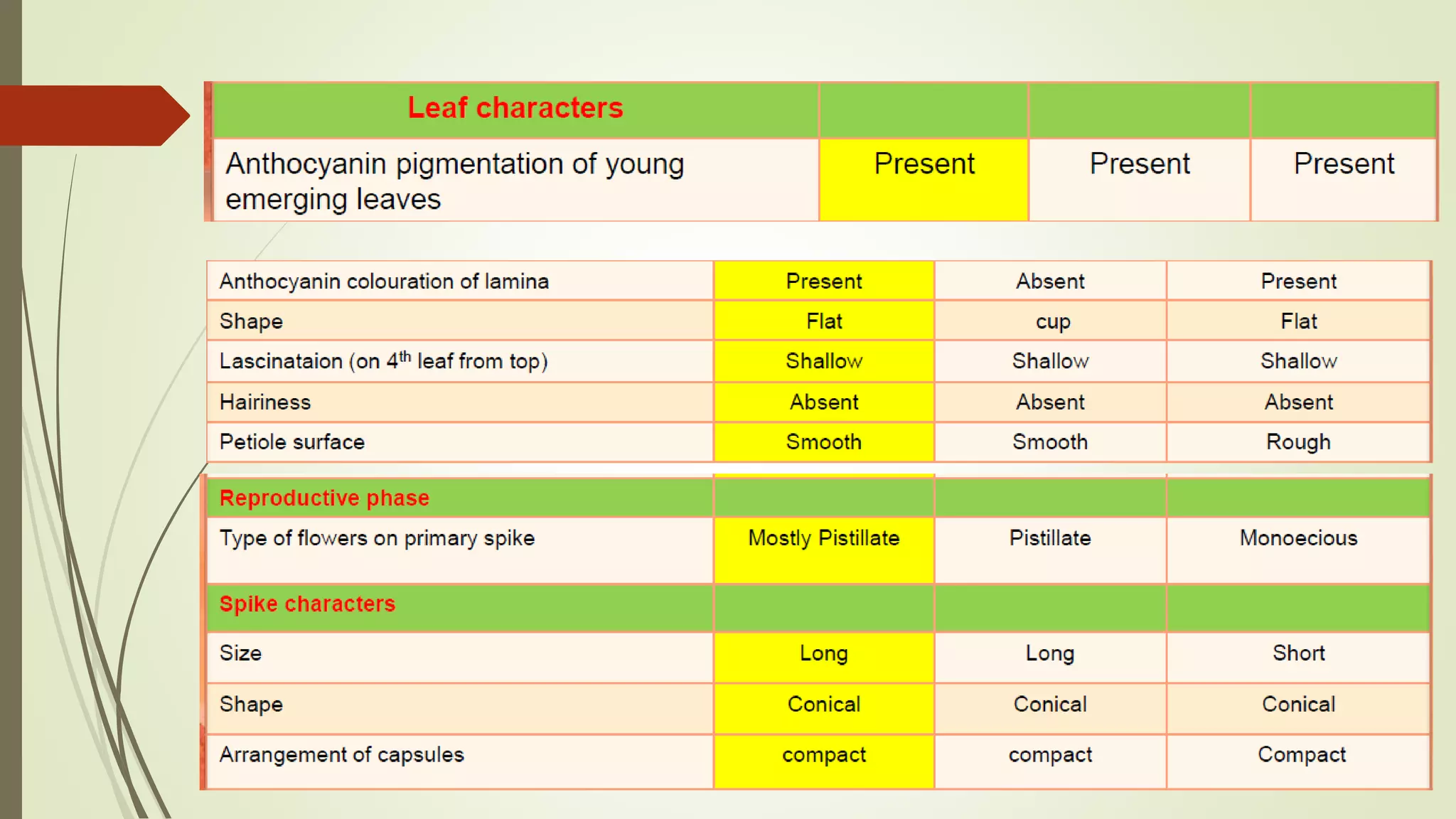Seed Production Technologies in Castor | PPTX