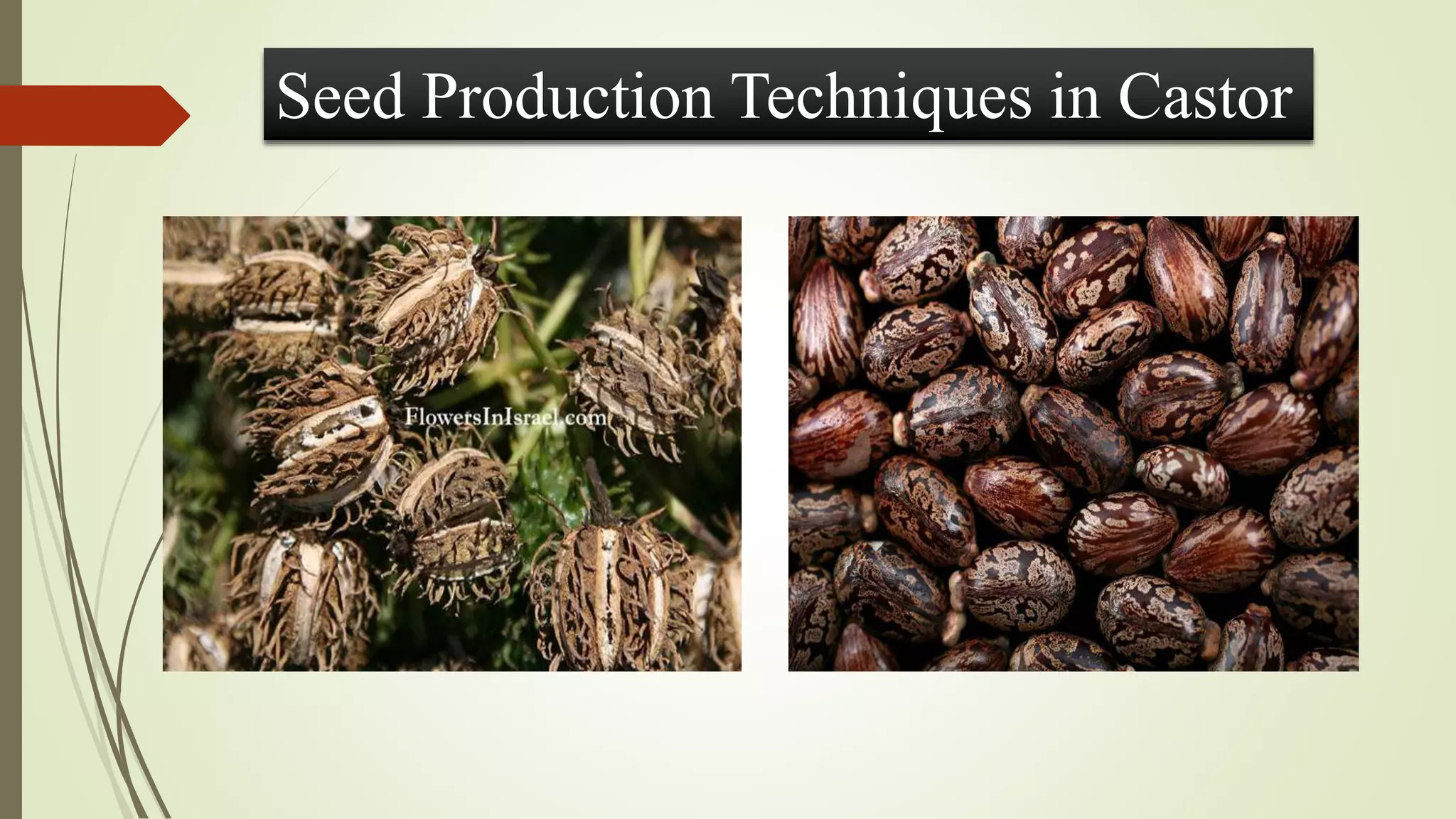 Seed Production Technologies in Castor | PPTX
