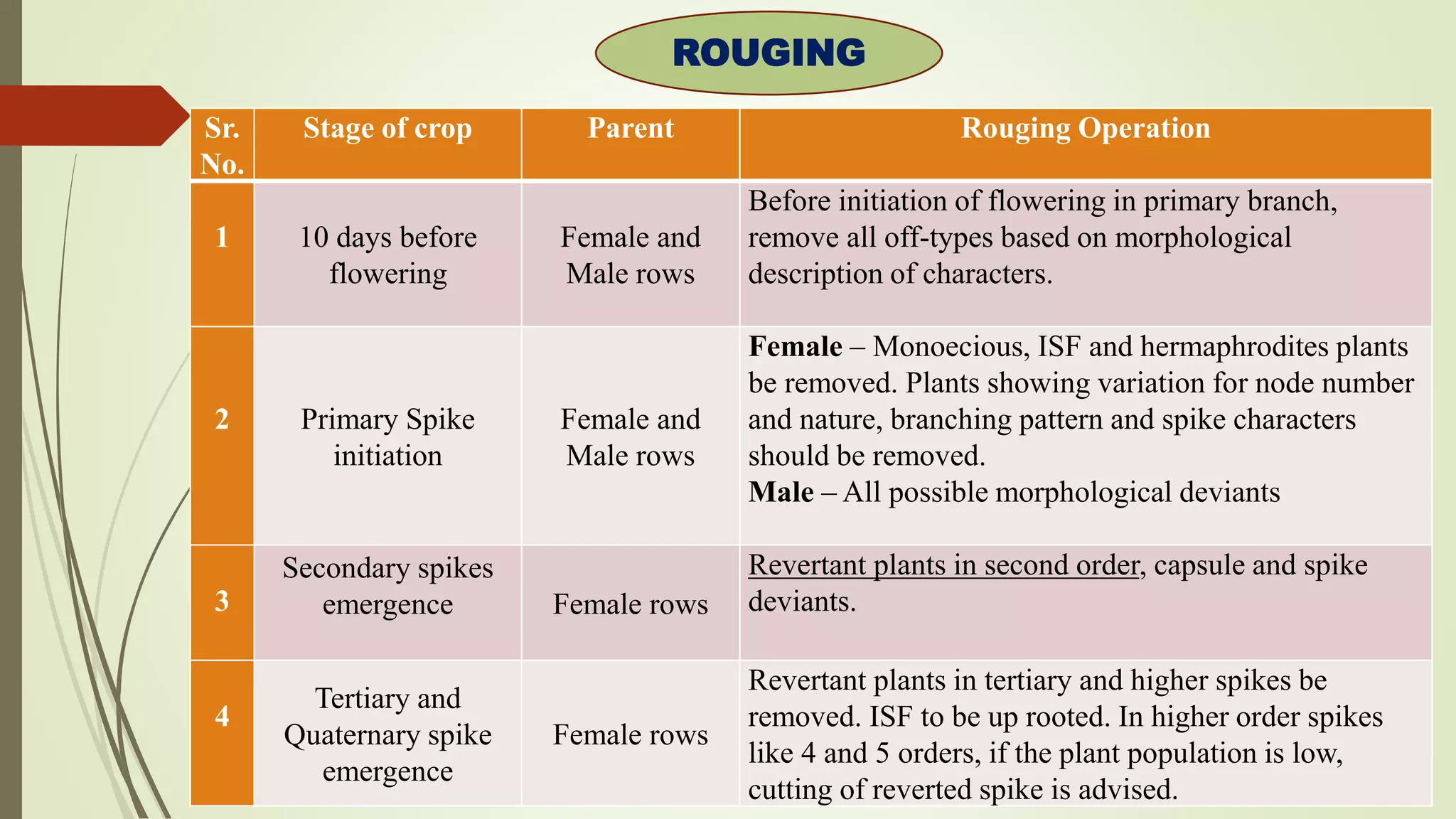 Seed Production Technologies in Castor | PPTX