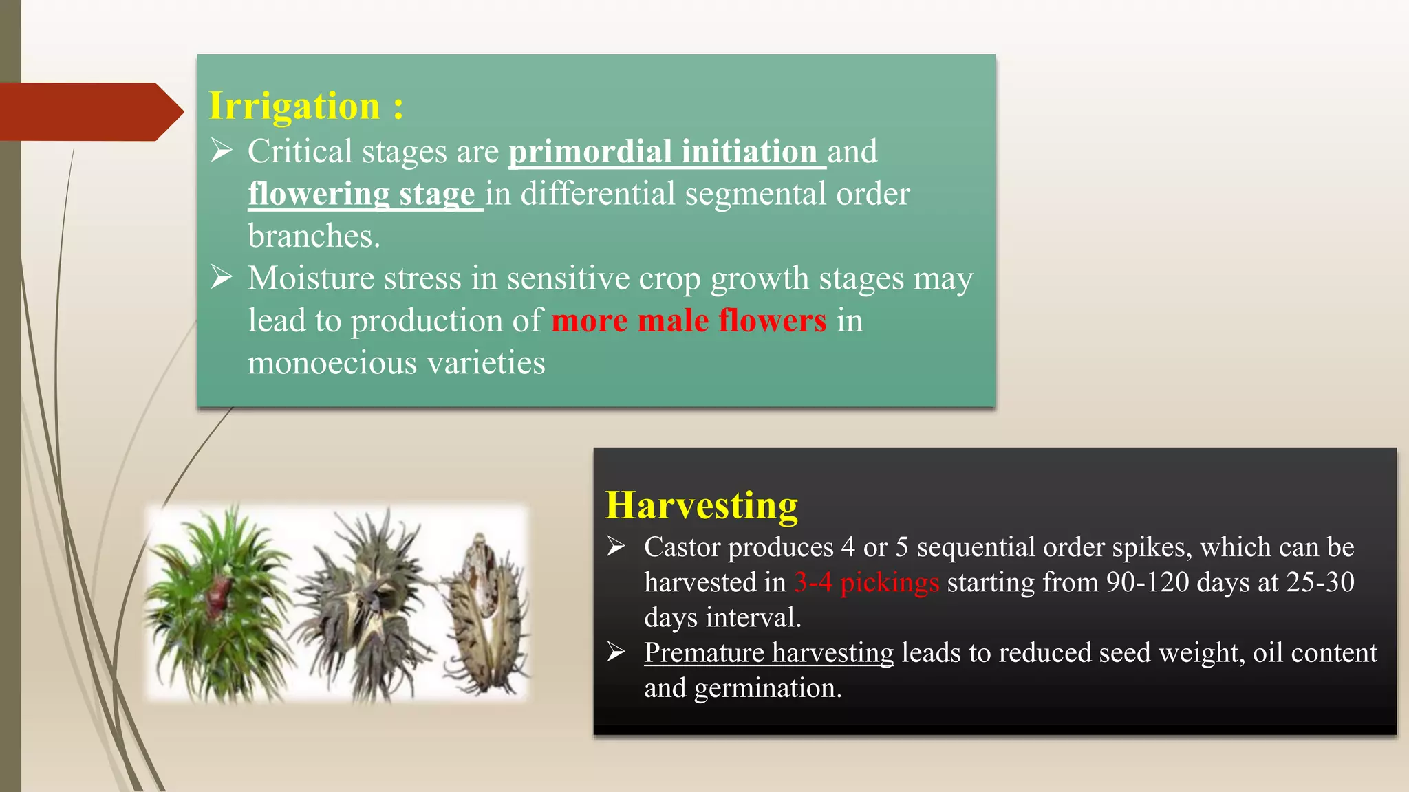 Seed Production Technologies in Castor | PPTX