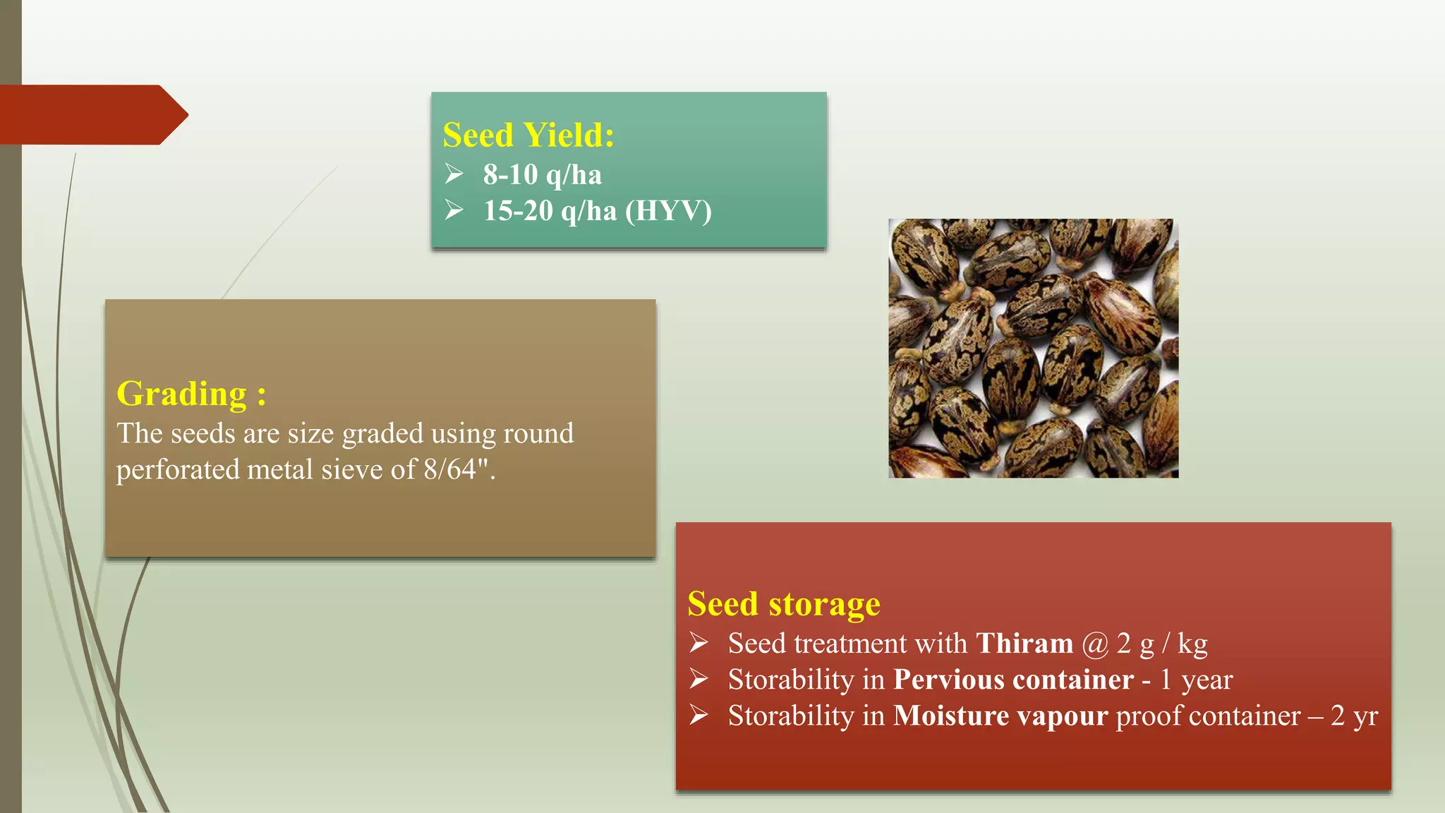 Seed Production Technologies in Castor | PPTX