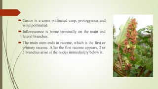 Seed Production Technologies in Castor | PPTX