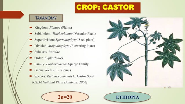 Seed Production Technologies in Castor | PPTX