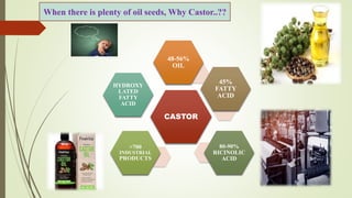 Seed Production Technologies in Castor | PPTX
