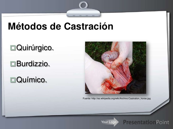 Castracion, cesarea y OVH en equinos y bovinos...