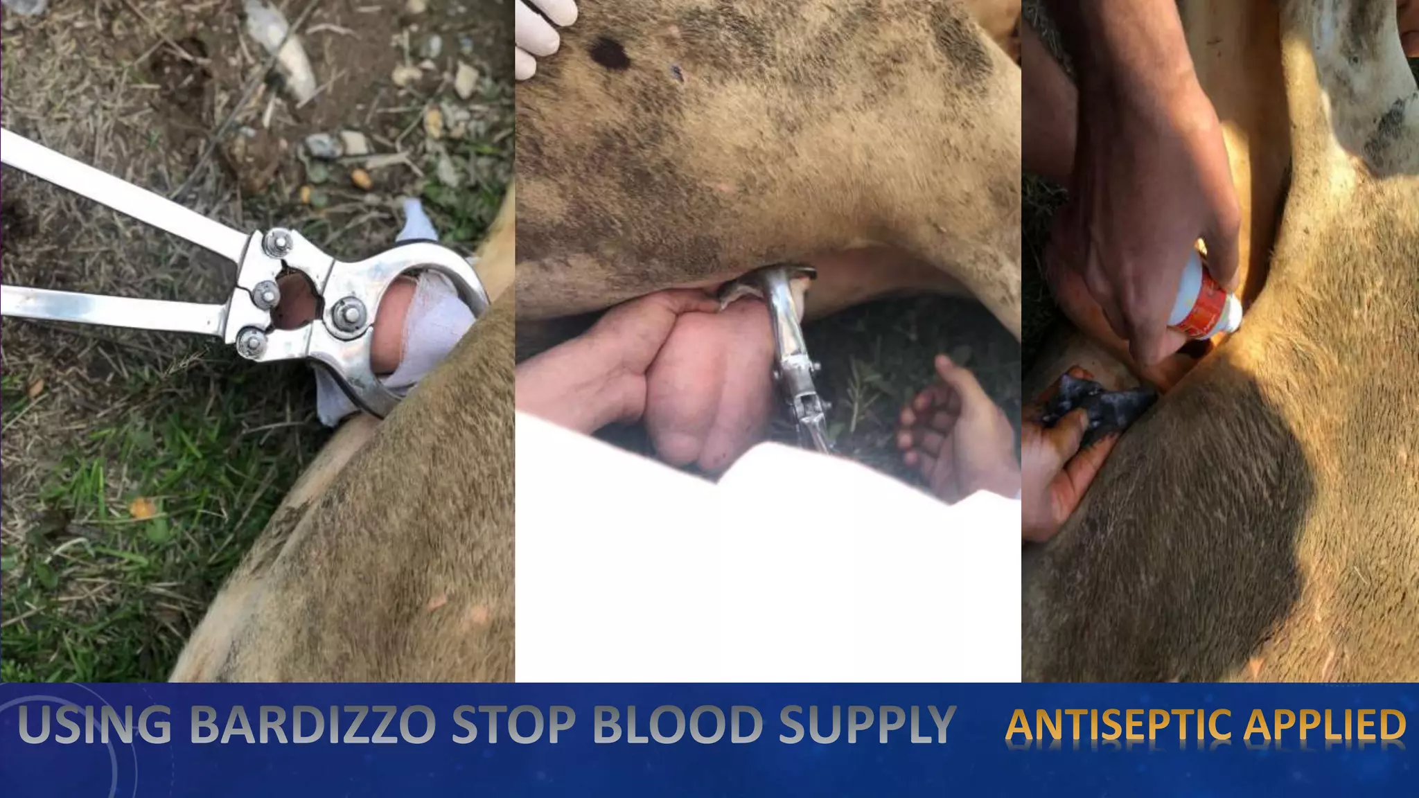 CASTRATION AND ITS TYPES IN VETERINARY ANIMALS | PPTX