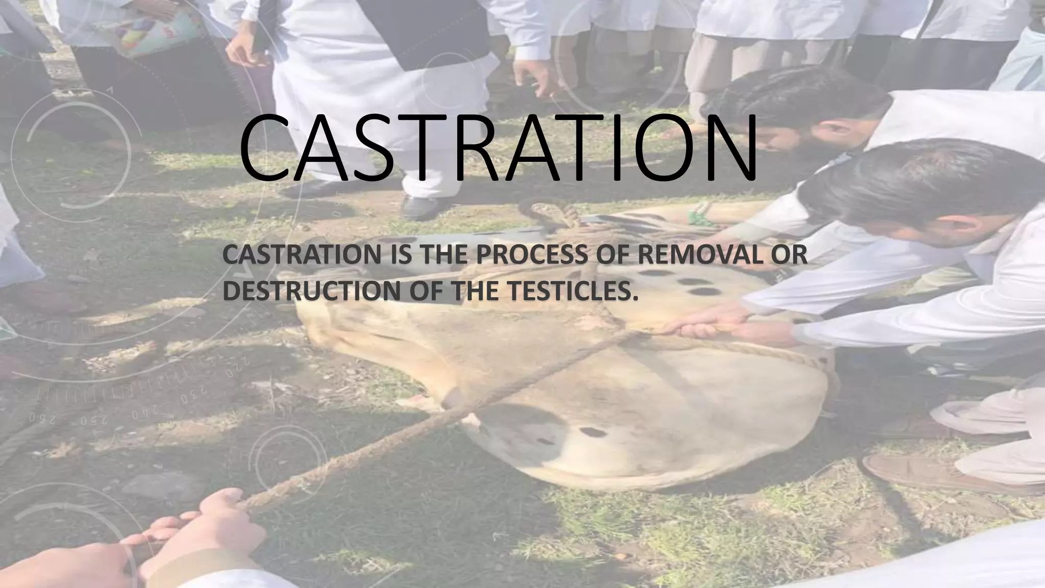CASTRATION AND ITS TYPES IN VETERINARY ANIMALS | PPTX
